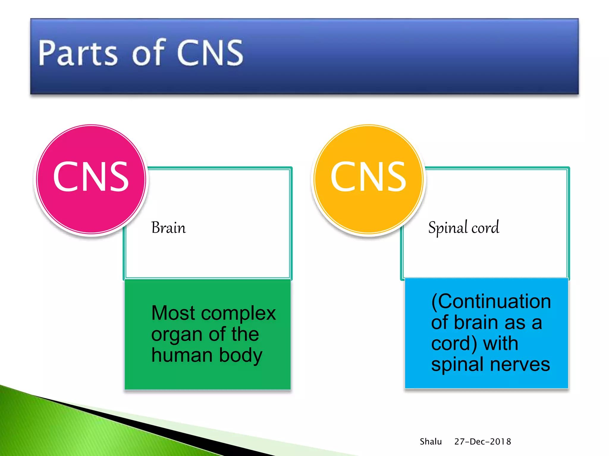 Central nervous system | PPT