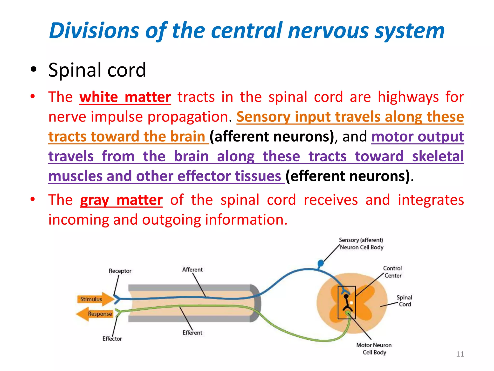 Central nervous system | PPTX