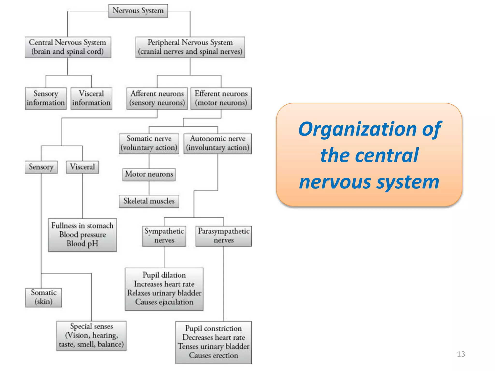 Central nervous system | PPTX