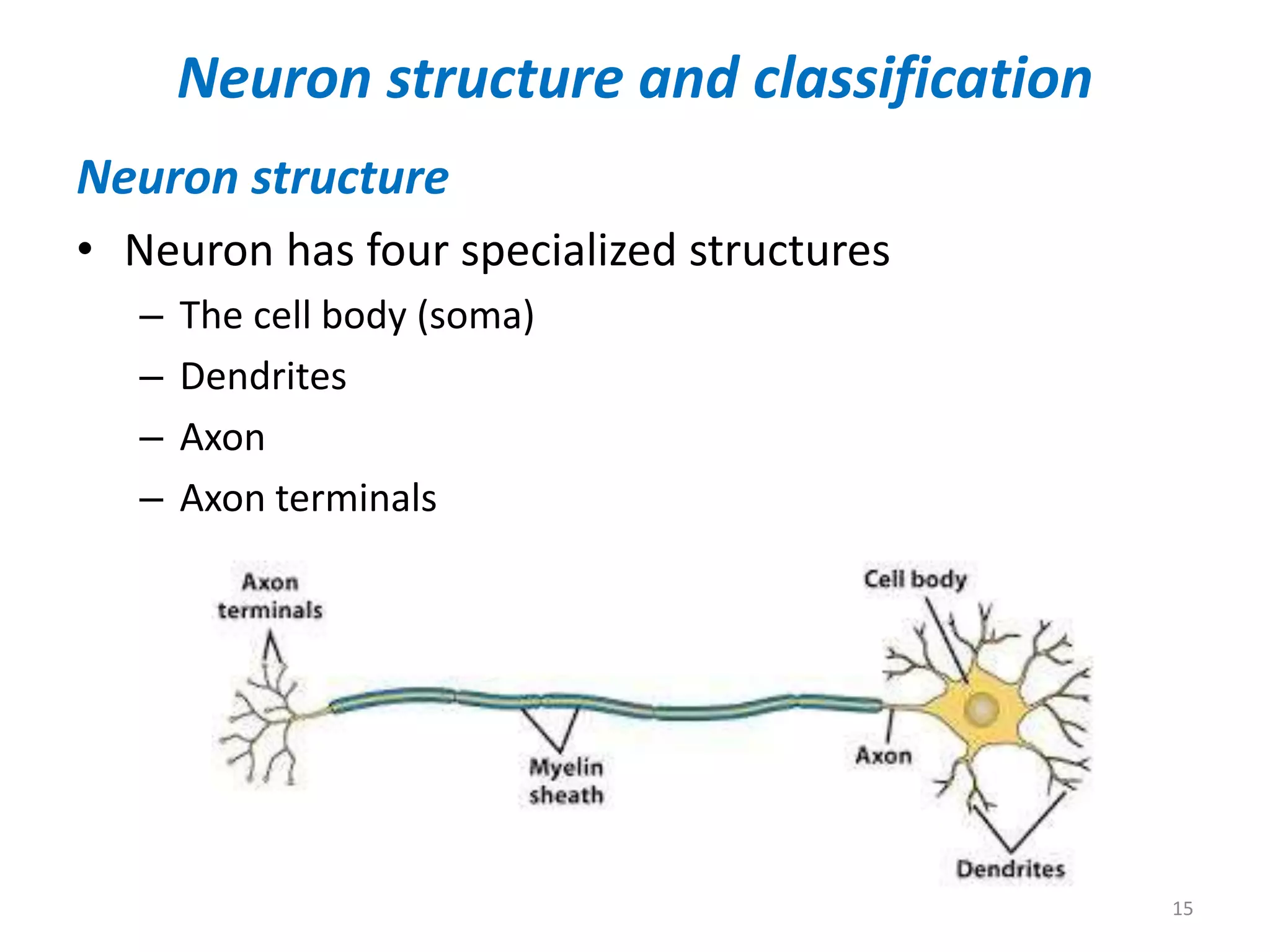 Central nervous system | PPTX