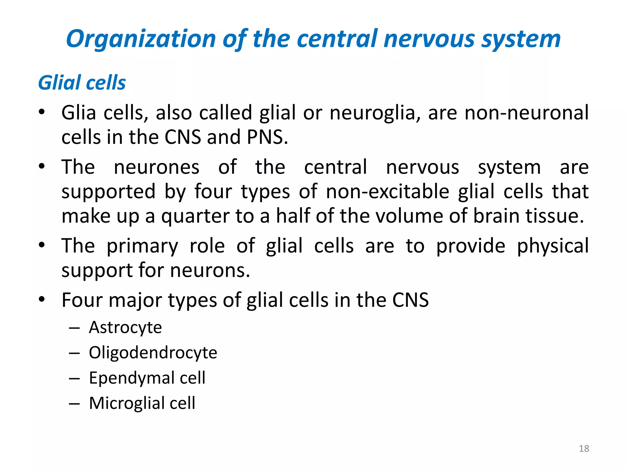 Central nervous system | PPTX