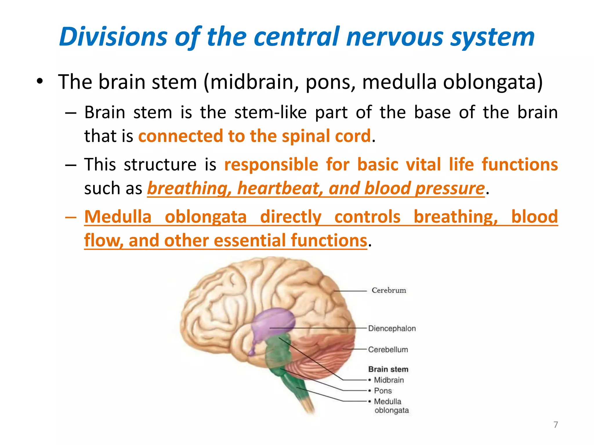 Central nervous system | PPTX