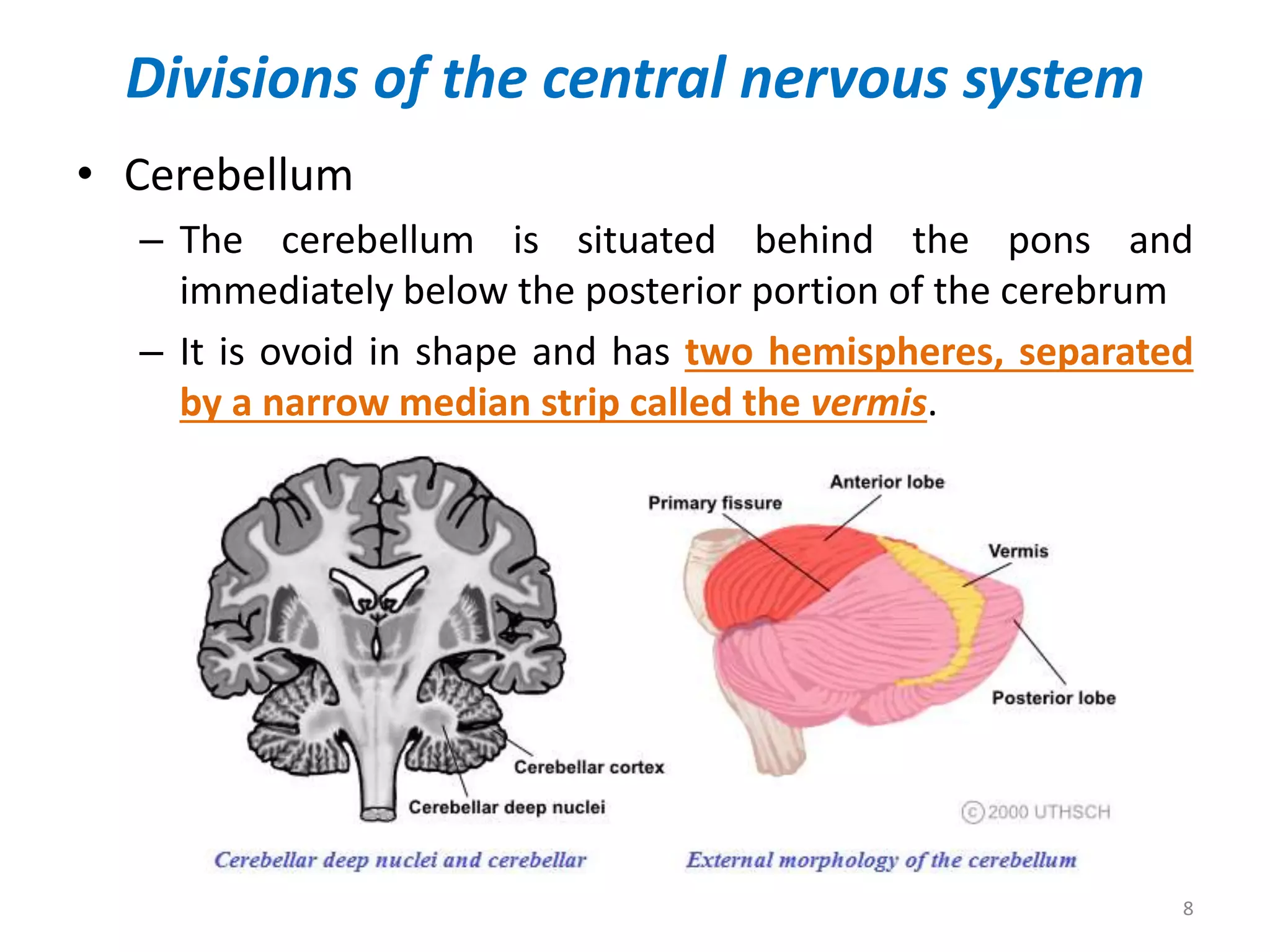 Central nervous system | PPTX