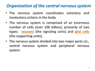Central nervous system | PPTX