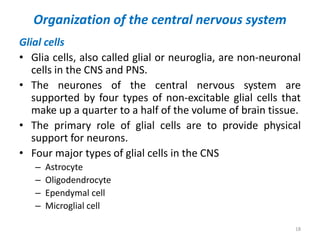 Central nervous system | PPTX