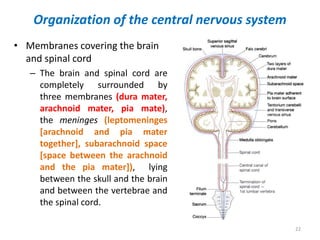 Central nervous system | PPTX