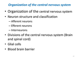 Central nervous system | PPTX