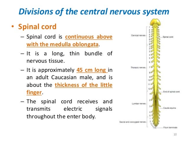 Central nervous system