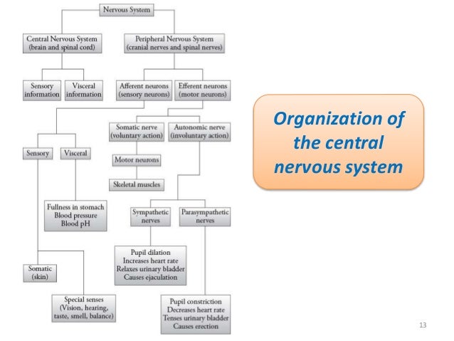 Central nervous system