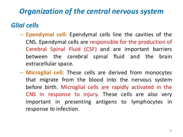 Central nervous system