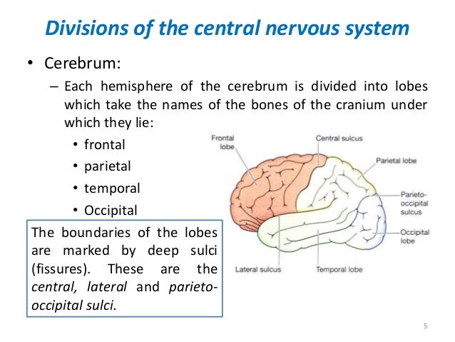 Central nervous system