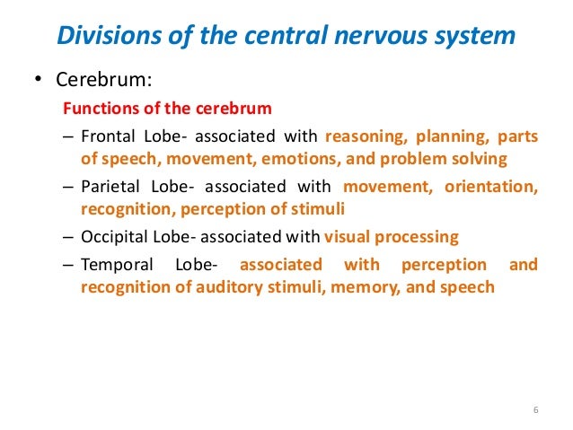 Central nervous system