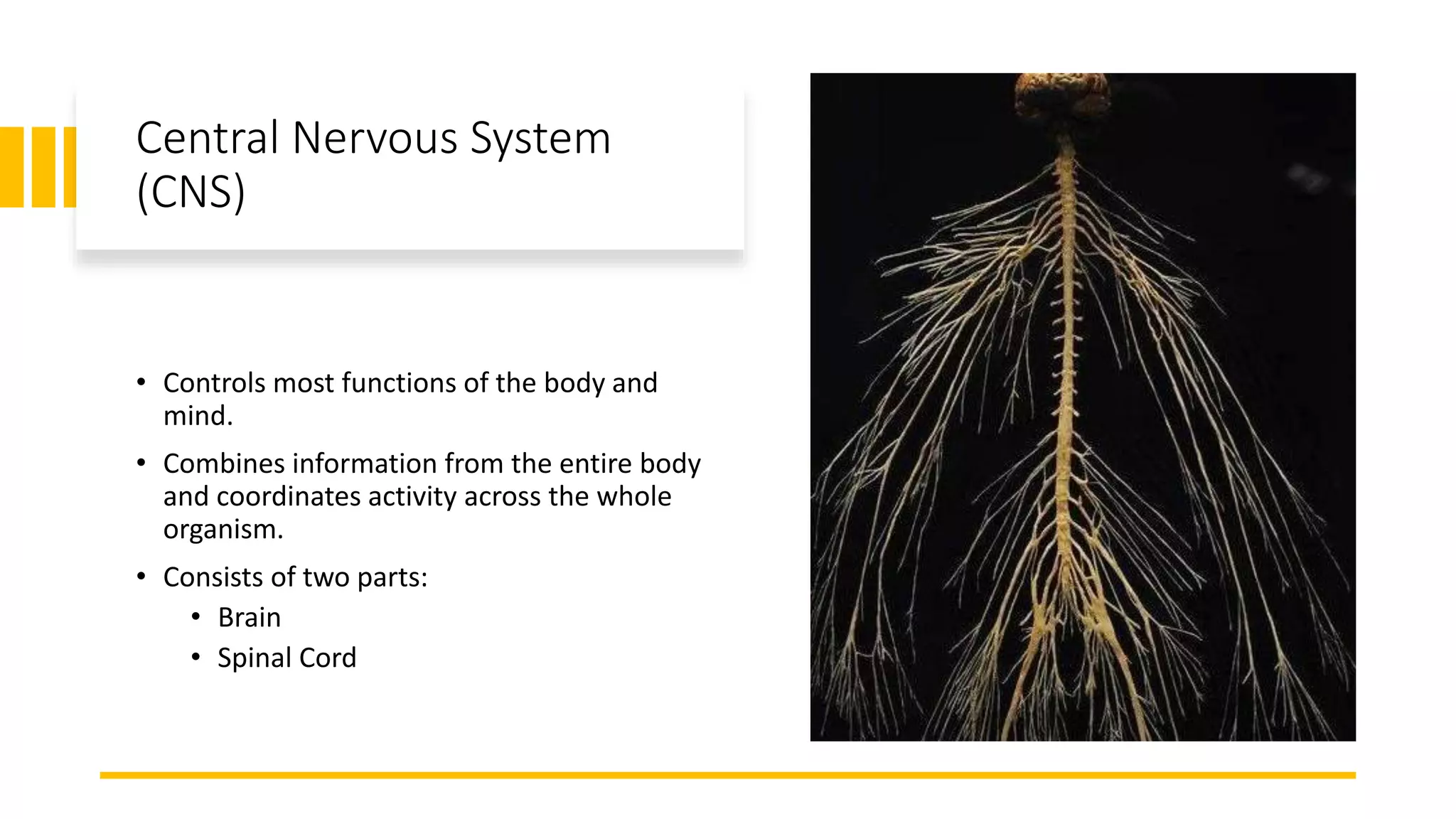 Central Nervous System | PPTX