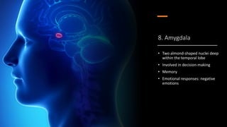 Central Nervous System | PPTX