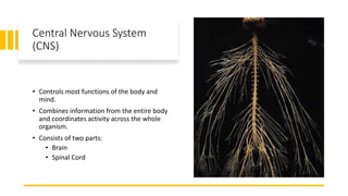 Central Nervous System | PPTX