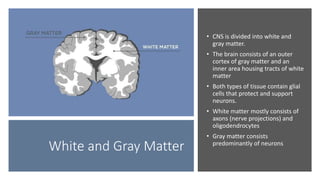 Central Nervous System | PPTX