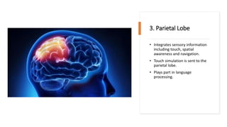 Central Nervous System | PPTX