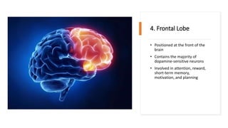 Central Nervous System | PPTX