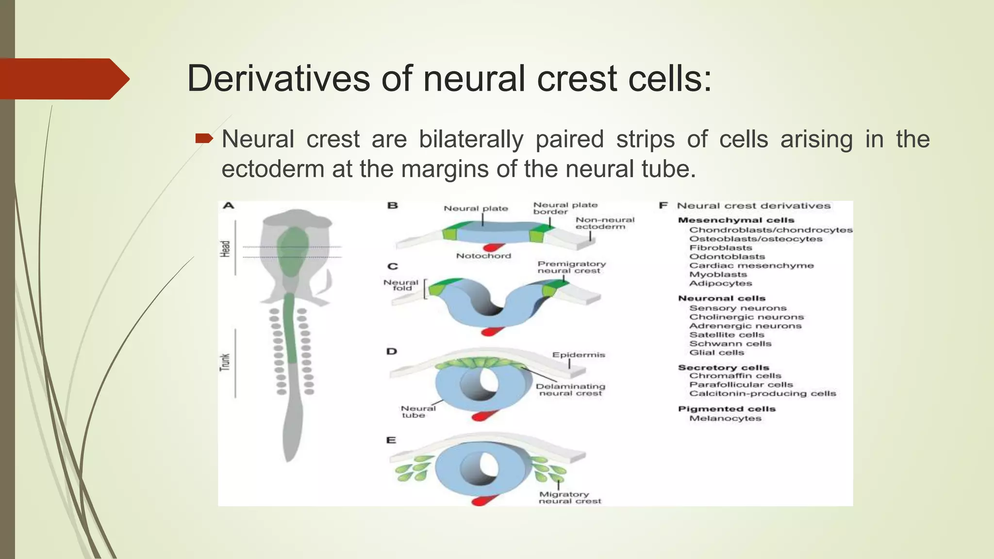 Development of central nervous system | PPTX