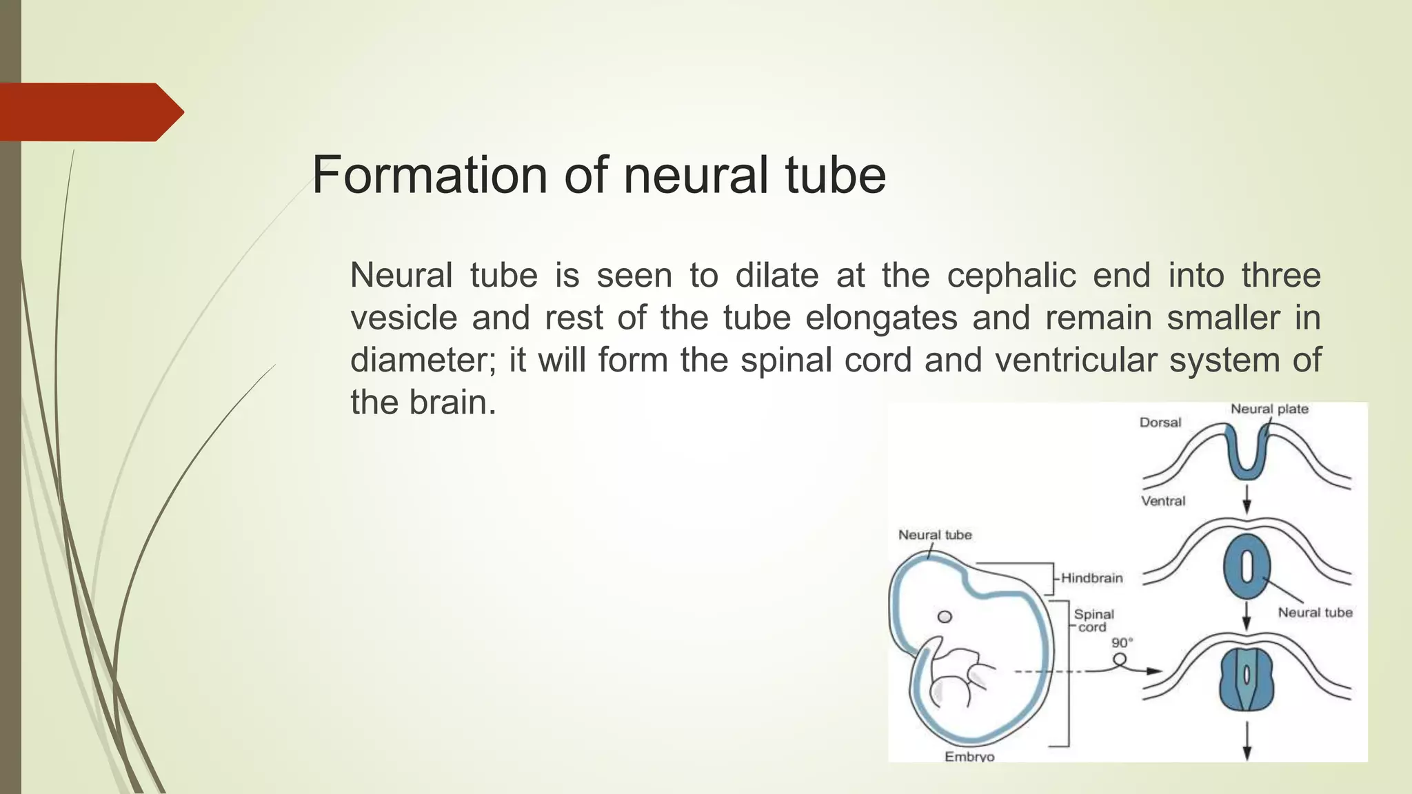 Development of central nervous system | PPTX