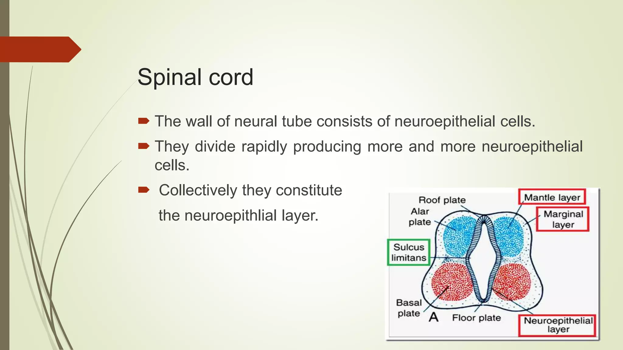 Development of central nervous system | PPTX