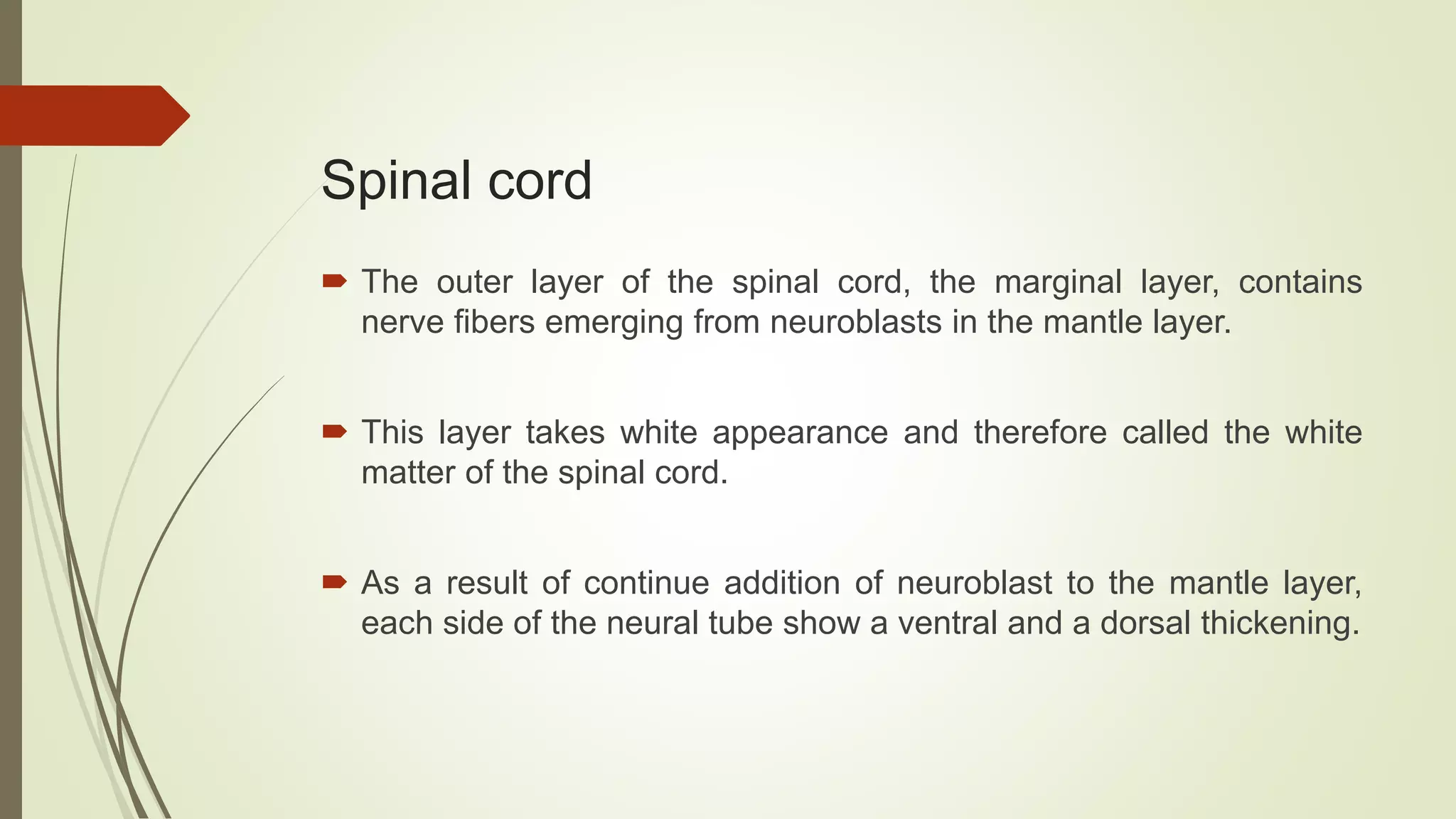 Development of central nervous system | PPTX