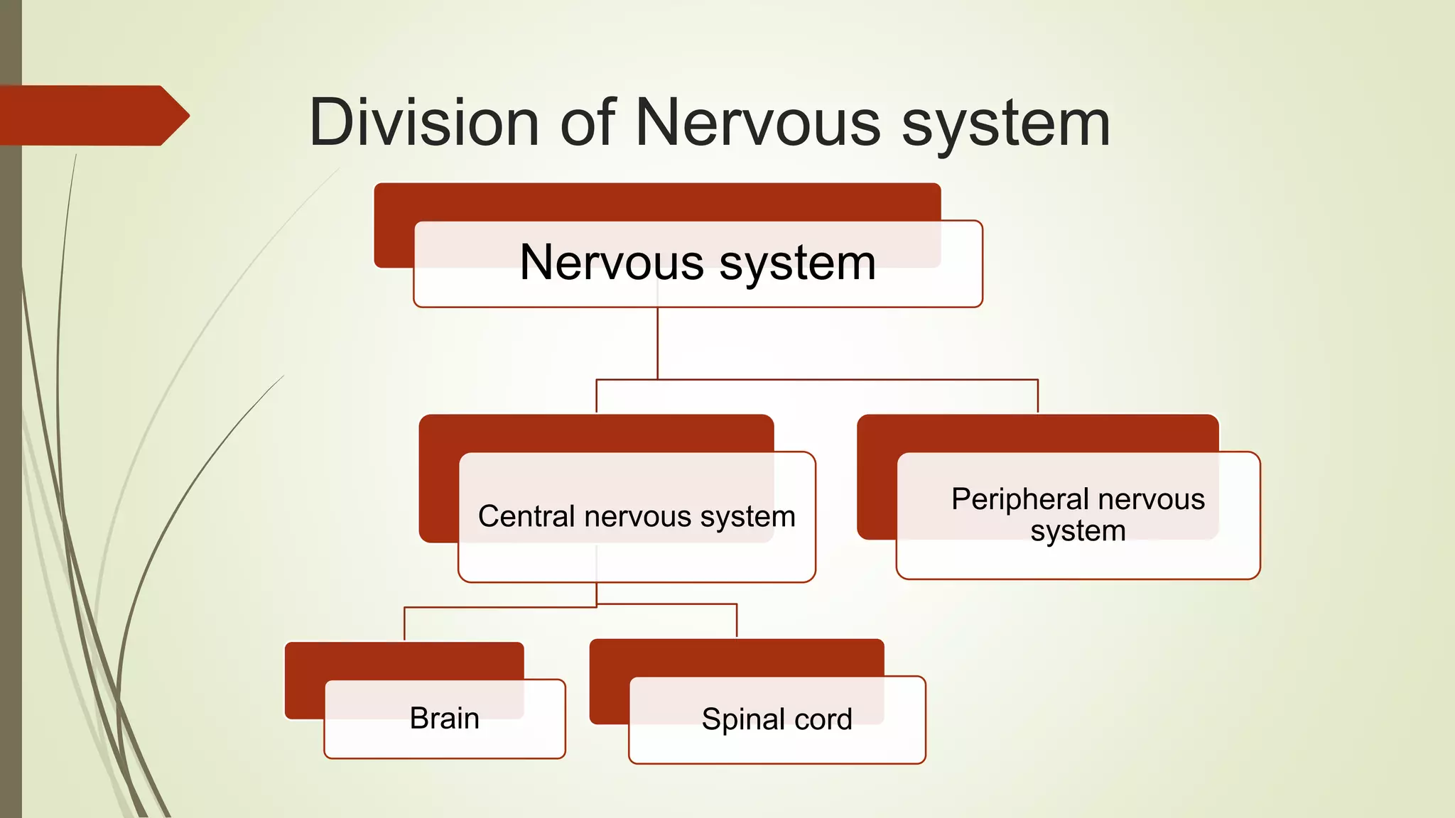 Development of central nervous system | PPTX