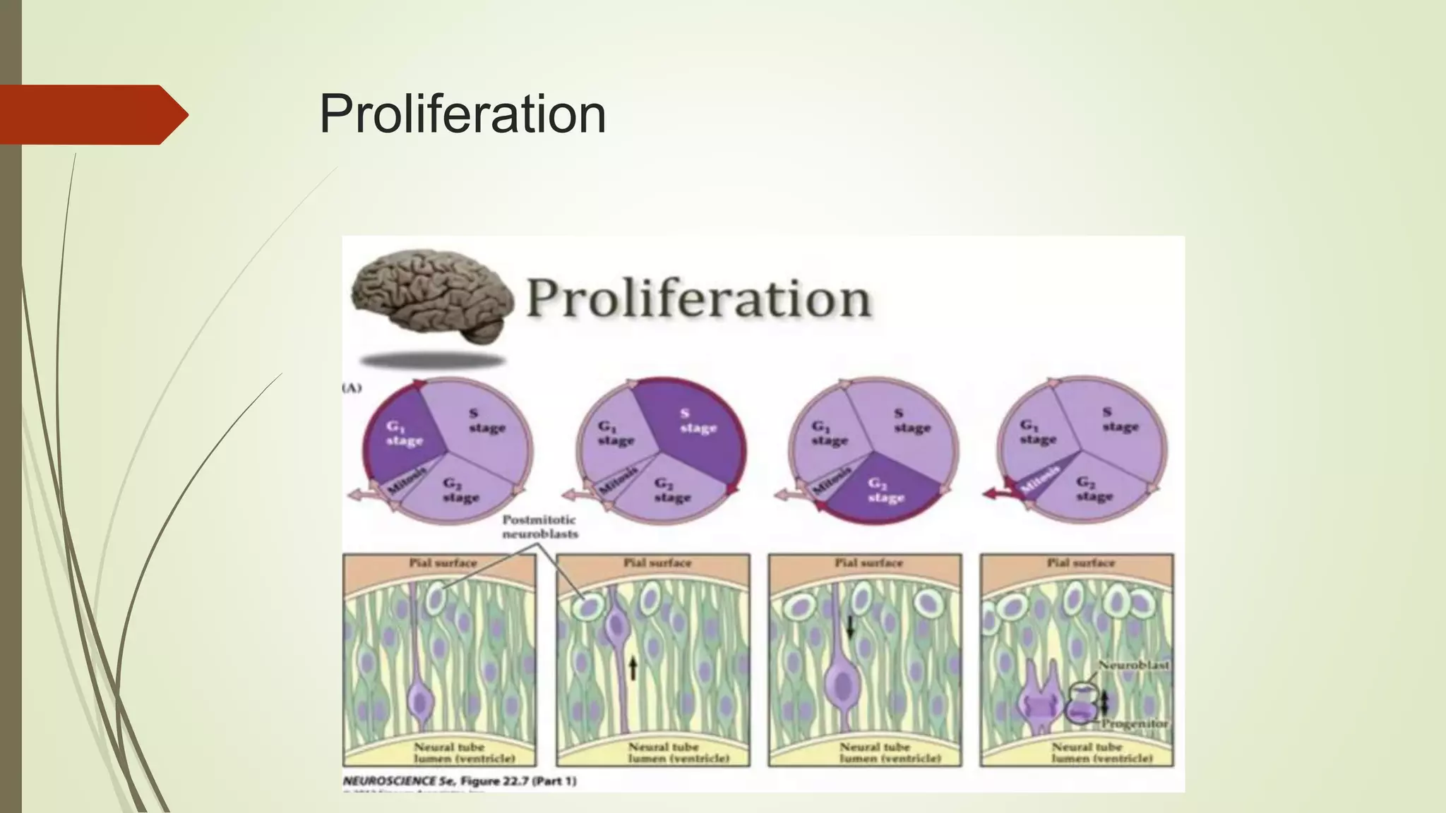Development of central nervous system | PPTX