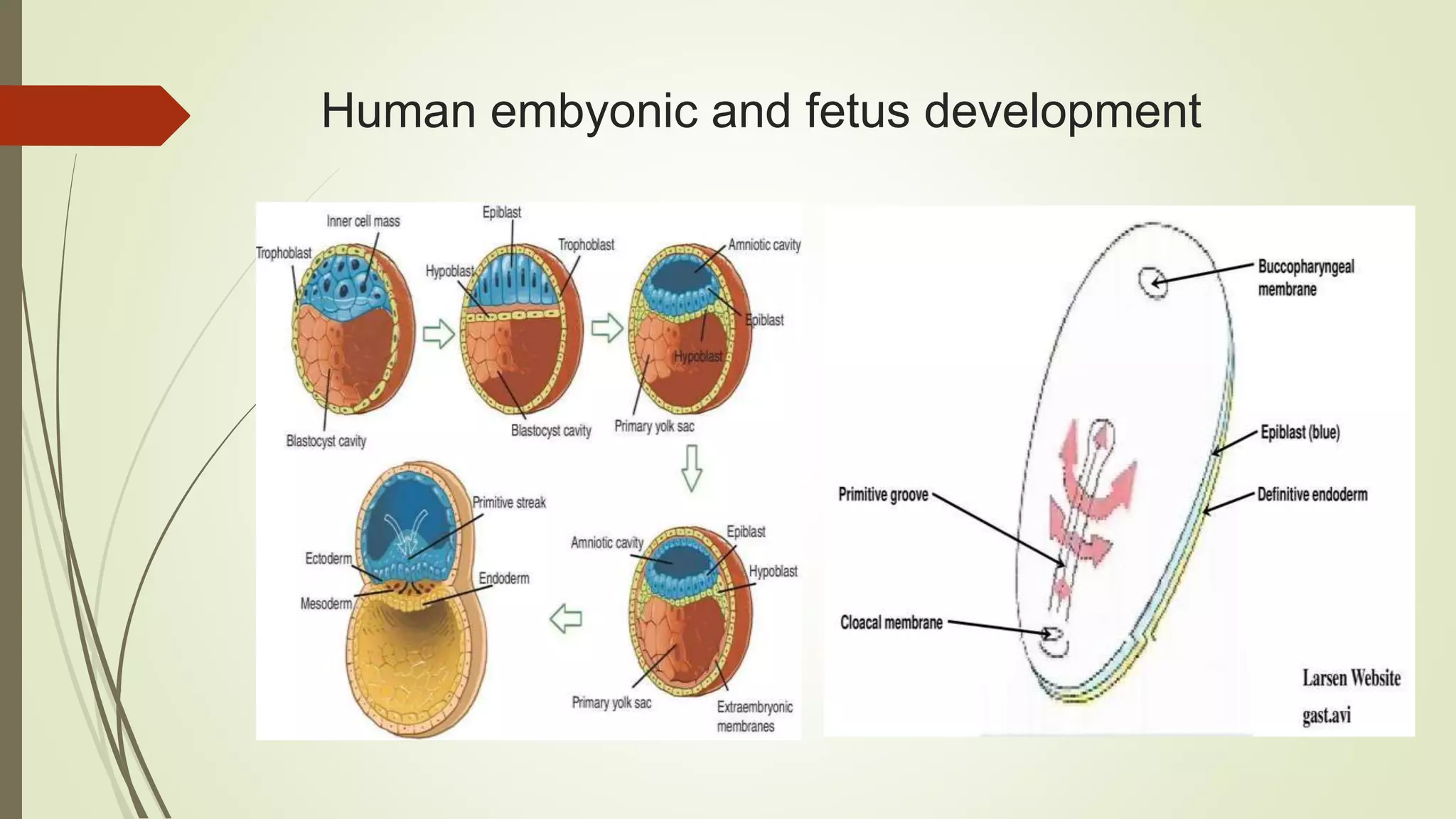 Development of central nervous system | PPTX