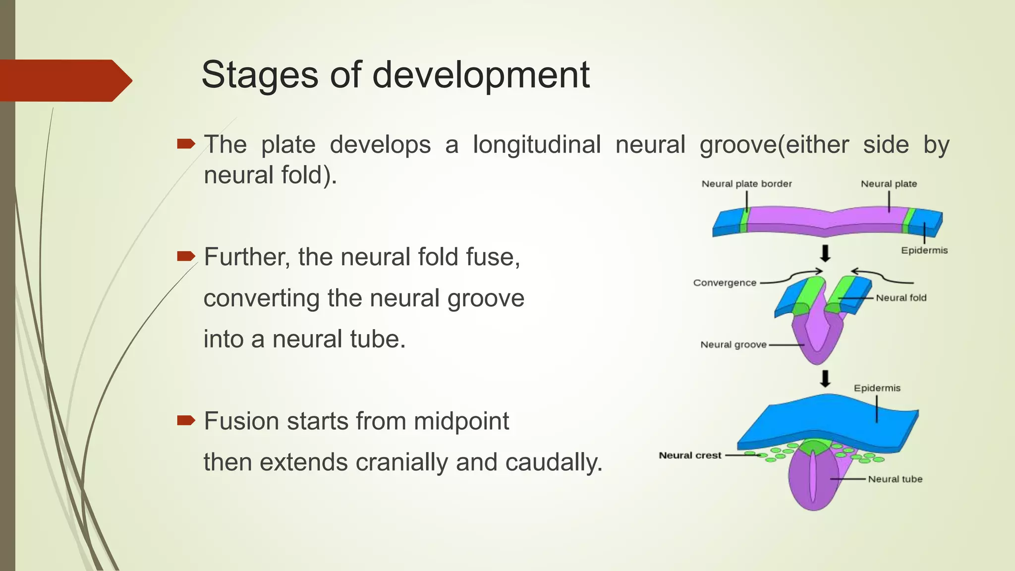 Development of central nervous system | PPTX