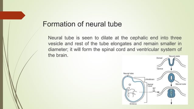 Development of central nervous system | PPTX