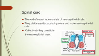 Development of central nervous system | PPTX