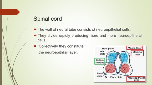 Development of central nervous system | PPTX
