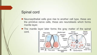 Development of central nervous system | PPTX
