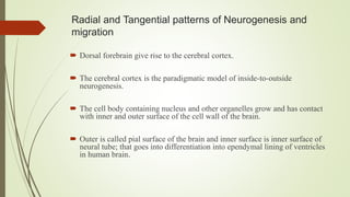 Development of central nervous system | PPTX