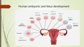 Development of central nervous system | PPTX