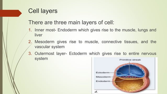 Development of central nervous system | PPTX