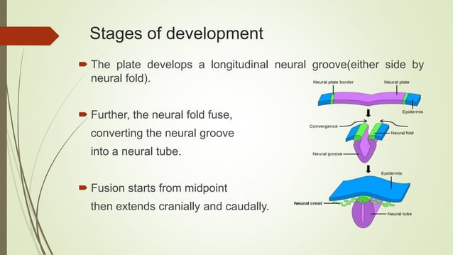 Development of central nervous system | PPTX