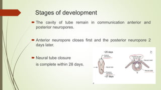 Development of central nervous system | PPTX