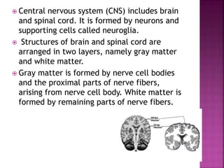 CENTRAL NERVOUS SYSTEM.pptx
