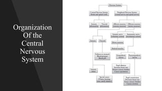 CENTRAL NERVOUS SYSTEM.pptx