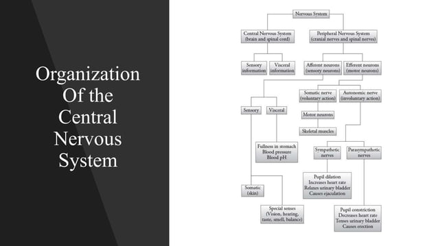 CENTRAL NERVOUS SYSTEM.pptx