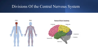 CENTRAL NERVOUS SYSTEM.pptx