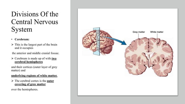 CENTRAL NERVOUS SYSTEM.pptx