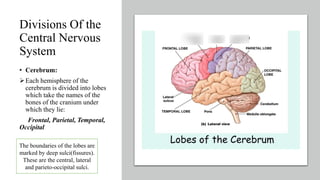 CENTRAL NERVOUS SYSTEM.pptx