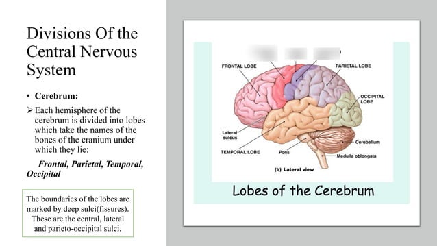CENTRAL NERVOUS SYSTEM.pptx