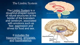 Central Nervous System.pptx