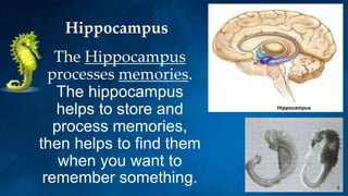 Central Nervous System.pptx
