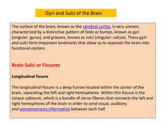 central nervous system.pptx