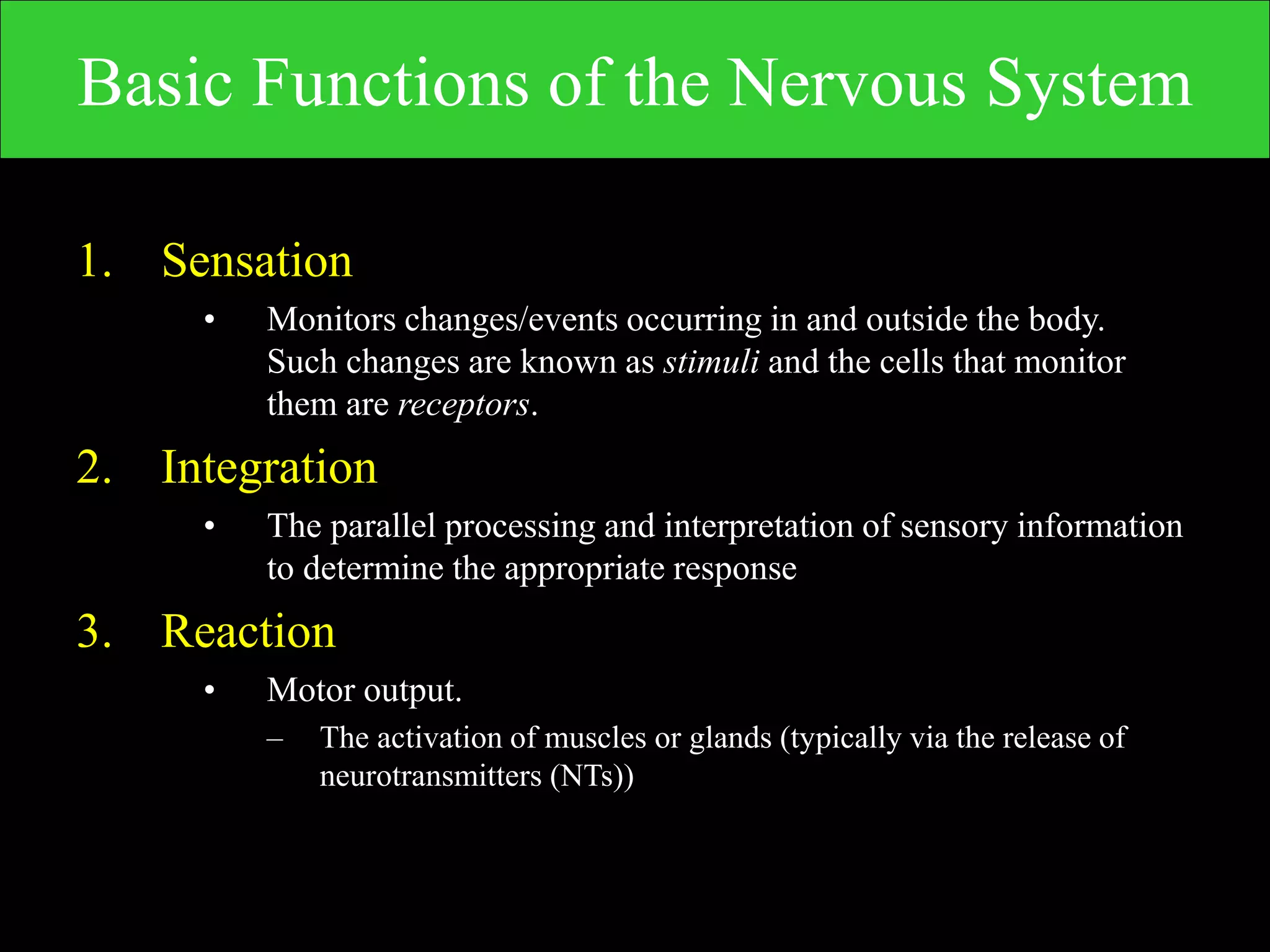 central nervous system.ppt